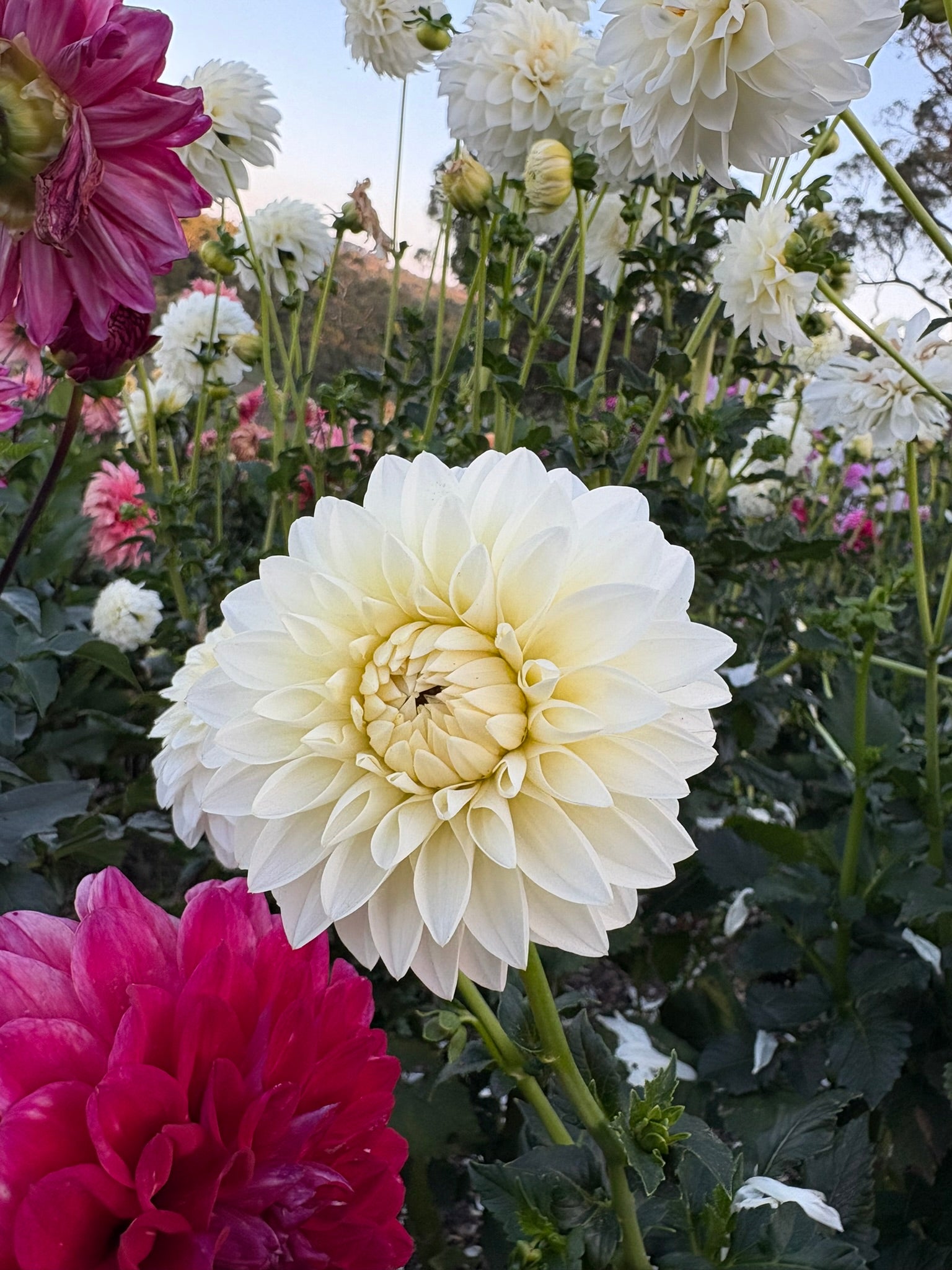 Boundary Snowflake – Casa Crugnale